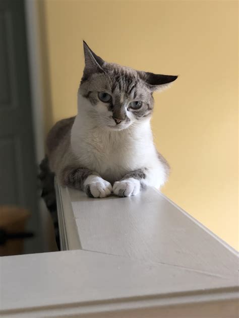 My Sweet Luna Rsupermodelcats