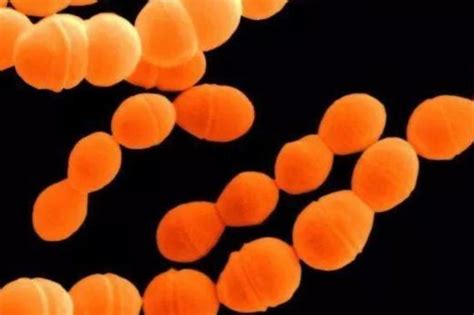 嗜热链球菌 工业用乳酸菌 搜狗百科