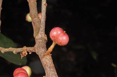 Prunus Arborea Rosaceae