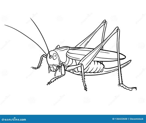 Grasshopper Graphic Drawn In Line Vector Illustration Cartoondealer
