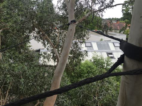 Cobra Cable System Elite Tree Services Tree Surgeon And Tree