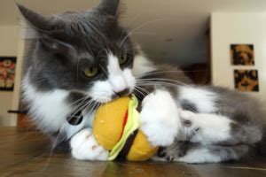 Why Do Cats Like Catnip Petset Com