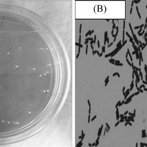 Colony Morphology A And Gram Staining Result B Of Lactobacillus