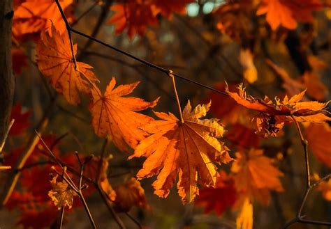 Premium Photo Autumn Maple Leaves Of Orange Color On A Tree Branch