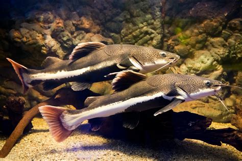 10 Awesome Arowana Tank Mates Species Compatibility Guide