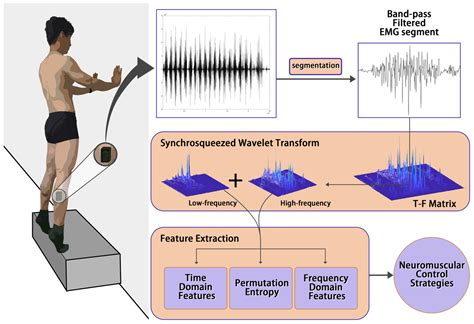 Analysis Of Wavelet Coherence In Calf Agonist Antagonist Muscles During Dynamic Fatigue
