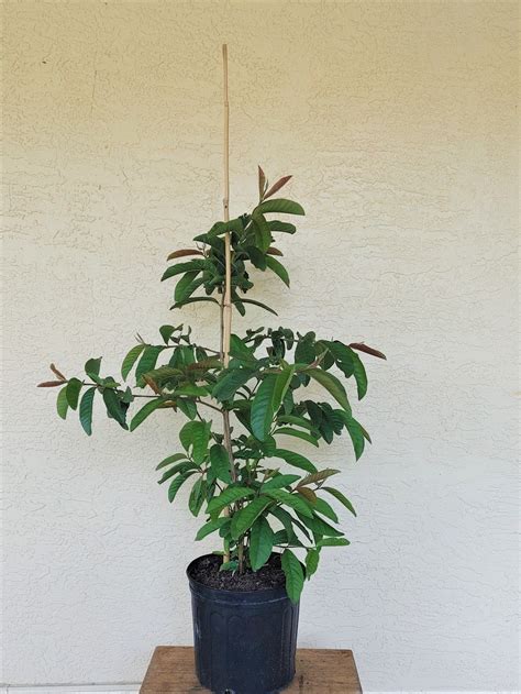 Guava Ruby X Supreme 3 Gallon Echo Bookstore And Nursery Guava Ruby X Supreme 3 Gallon Echo Bookstore And Nursery