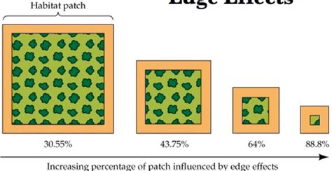 Dr C Lecture 10 Habitat Fragmentation Flashcards Quizlet