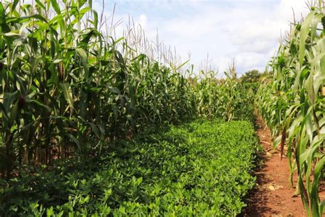 Conservation Agriculture A Greener Smarter And Economic Way To Grow