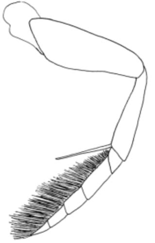 Insect Legs Wings And Antennae Flashcards Quizlet