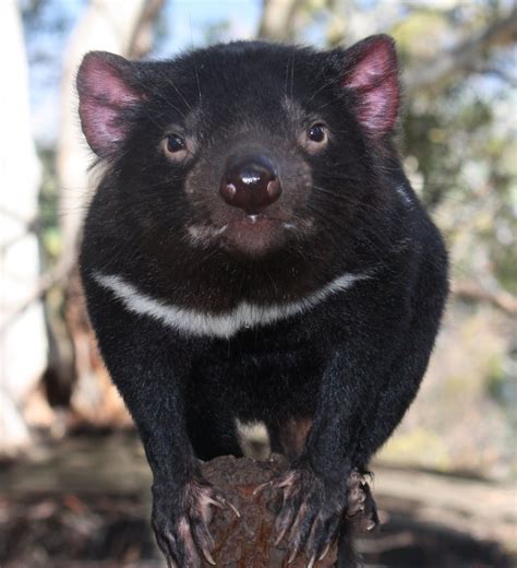 Help Save The Tasmanian Devil Globalgiving