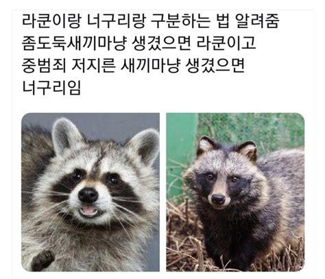 너구리랑 라쿤 구별하는 법