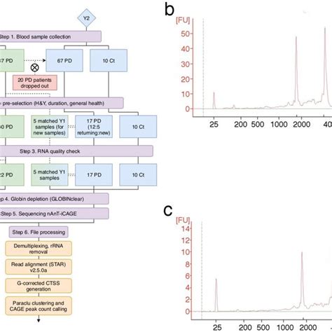 Study Work Flow From Sample Preparation Through To Sequence Processing