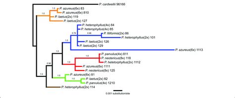 Bayesian Majority Rule Phylogram Recovered From Bayesian Analysis Of