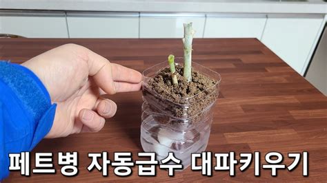 금값된 대파 페트병 자동급수 대파키우기 페트병 재활용 식물키우기 Youtube