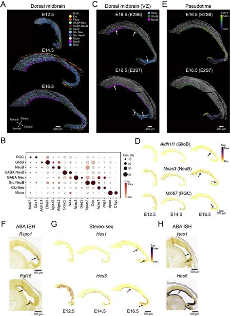 Figure S7 Spatial Diversity Of Cell Types In The Developing Dorsal Download Scientific Diagram