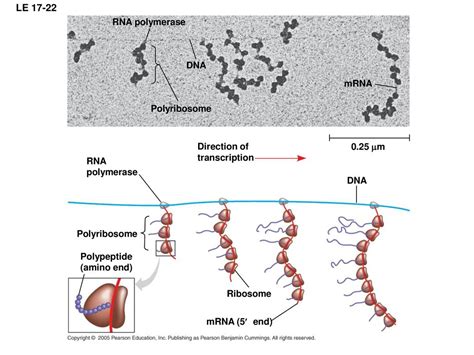 Chapter 17 From Gene To Protein Ppt Download