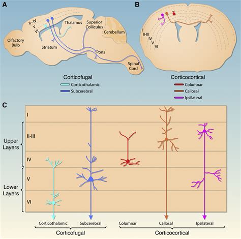 Shaping Our Minds Stem And Progenitor Cell Diversity In The Mammalian Neocortex Neuron