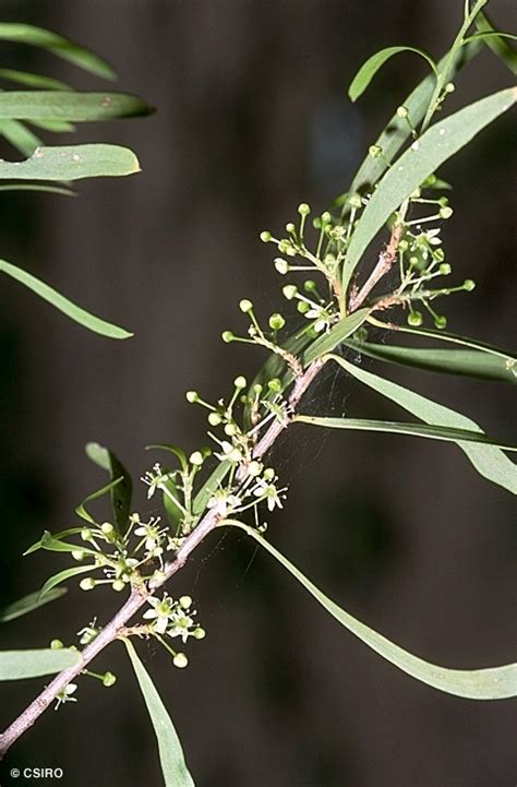 Denhamia Cunninghamii