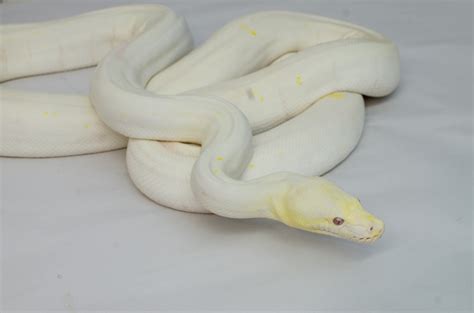 Albino Super Tiger Reticulated Python