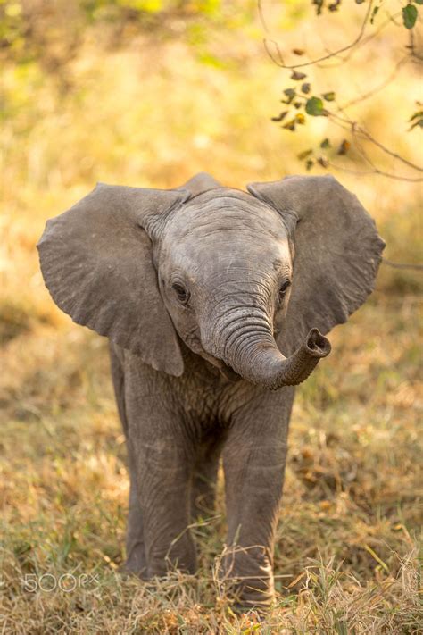 Pin By Michael On Animal Reference Elephants Photos Elephant Cute