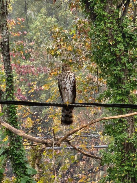 Juvenile Sharp Shinned Hawk R Whatsthisbird
