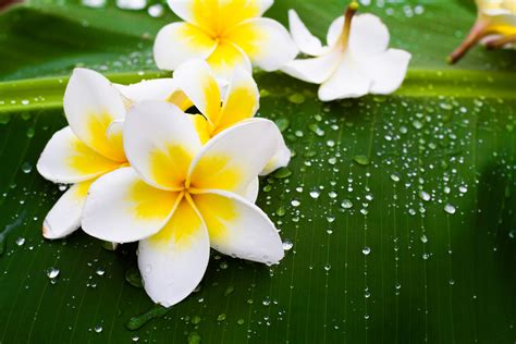Top 10 Prettiest Flowers In The World