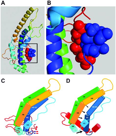 Model For N And C Terminal Interaction To Open Helical Bundle Upon