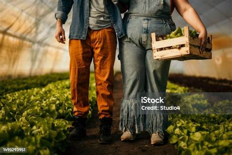 캐주얼한 옷을 입고 생 채소로 가득 찬 상자를 들고 서 있는 남성과 여성 농부의 자른 이미지 비닐하우스에 대한 스톡 사진 및
