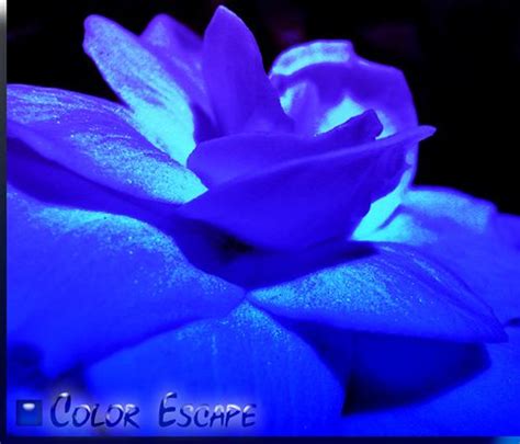 Blue Gardenia Flower