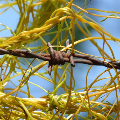 Cuscuta Spp Right Steps And Poui Trees