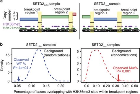 Setd2 Mutation Exposes H3k36me3 Sites To Chromosome Breakage A