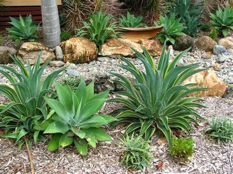 Agave Attenuata Fox Tail Agave Foxtail Agave Swans Neck Agave