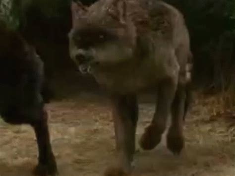 Jared Twilight Wolf