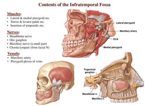 Infratemporal Fossa Learn Human Anatomy