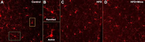 Core Facilities Highlights Metabolic Phenotyping Core Penn State Health News