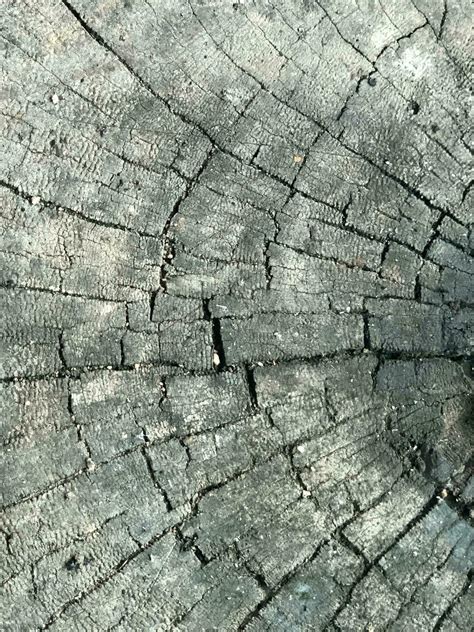 A Close Up Of A Tree Stump With A Hole In It 31217672 Stock Photo At Vecteezy