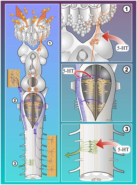 5 Ht Modulation Of The Sensorimotor Circuitry Both Olfactory 1 And Download Scientific