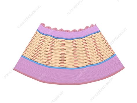 Artery Wall Anatomy Illustration Stock Image C0475447 Science