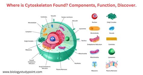 Where Is Cytoskeleton Found Components Function Discover