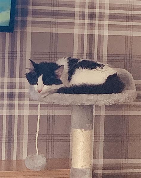Geddy Doesnt Accept That Hes Outgrown The Cat Tree Rififitsisits