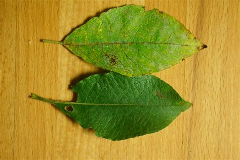 Tree Identification Singletrack World Magazine October