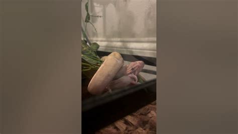 Ball Python Eating Youtube