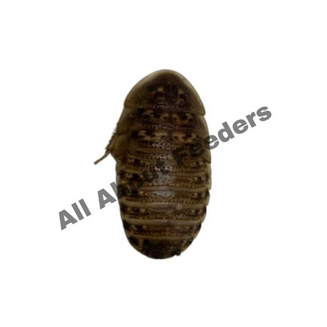 Dubia Roaches All About Feeders