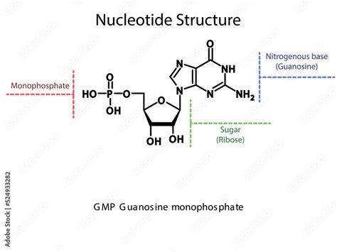 Gmp Guanosine Monophosphate Nucleotide Molecular Structure Diagram On