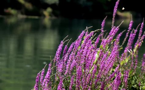 Control Of Invasive Species White Water Associates