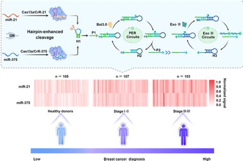 Logic Measurer A Multienzyme Assisted Ultrasensitive Circuit For Logical Detection Of Exosomal