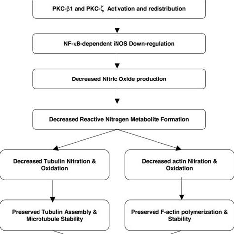 Proposed Schema For Pkc 1 And Pkc Dependent Intestinal Barrier