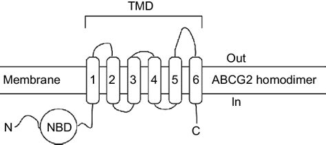 Structural Arrangement Of Abcg2 Abbreviations Nbd Nucleotide Binding
