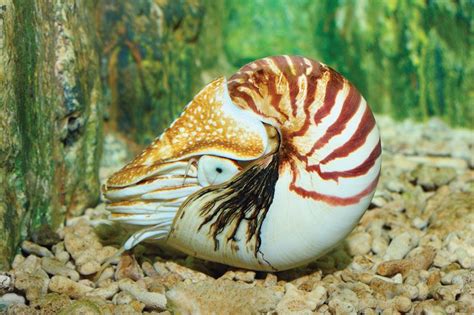 Nautilus Shell